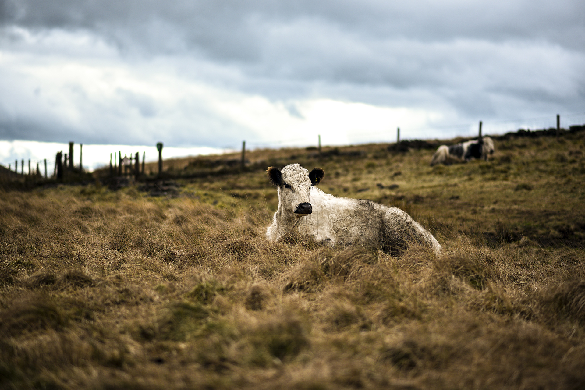 AHDB comment on bluetongue single case in the UK - Ruminant Health ...