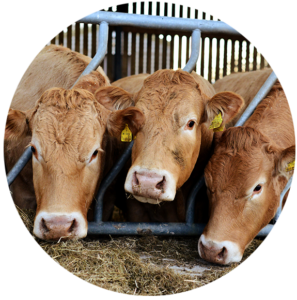 About Ruminant Health & Welfare - Ruminant Health & Welfare