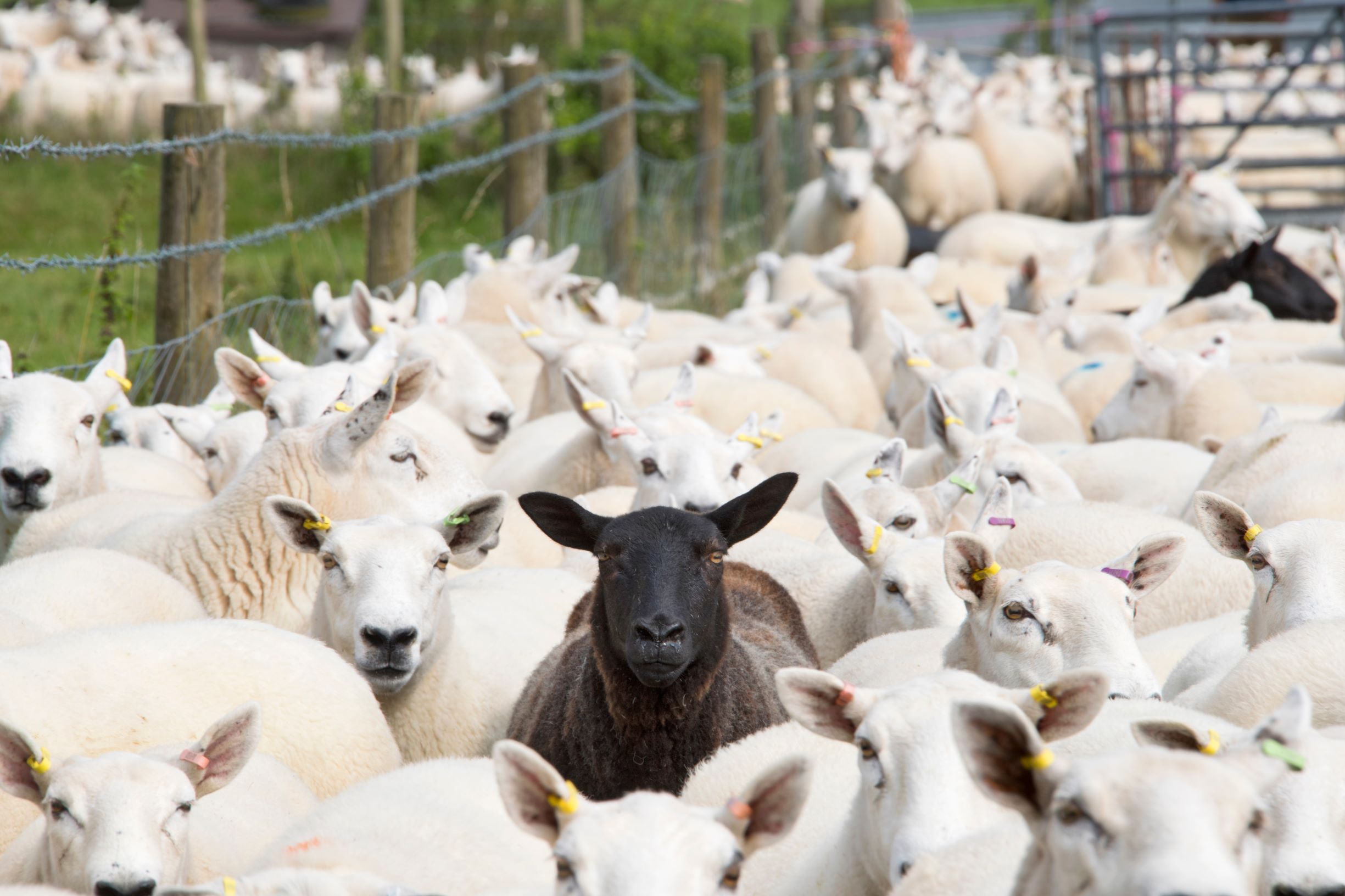 Use existing data to drive flock performance, urges RH&W - Ruminant ...