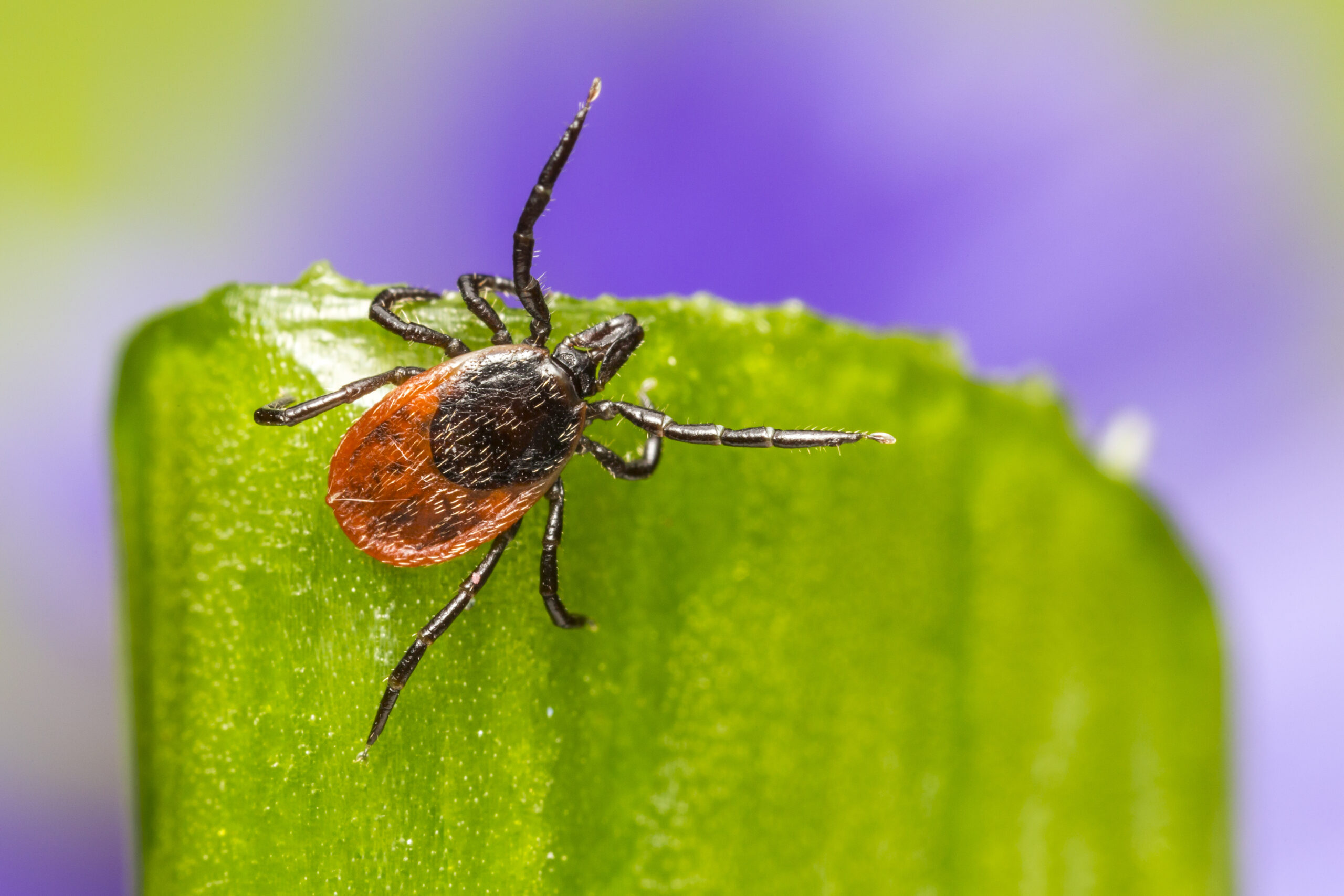 Tackle tick-borne diseases with new RH&W guide - Ruminant Health & Welfare