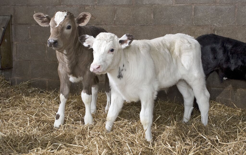 Calf pilot plans solutions for end of bull calf euthanasia - Ruminant ...
