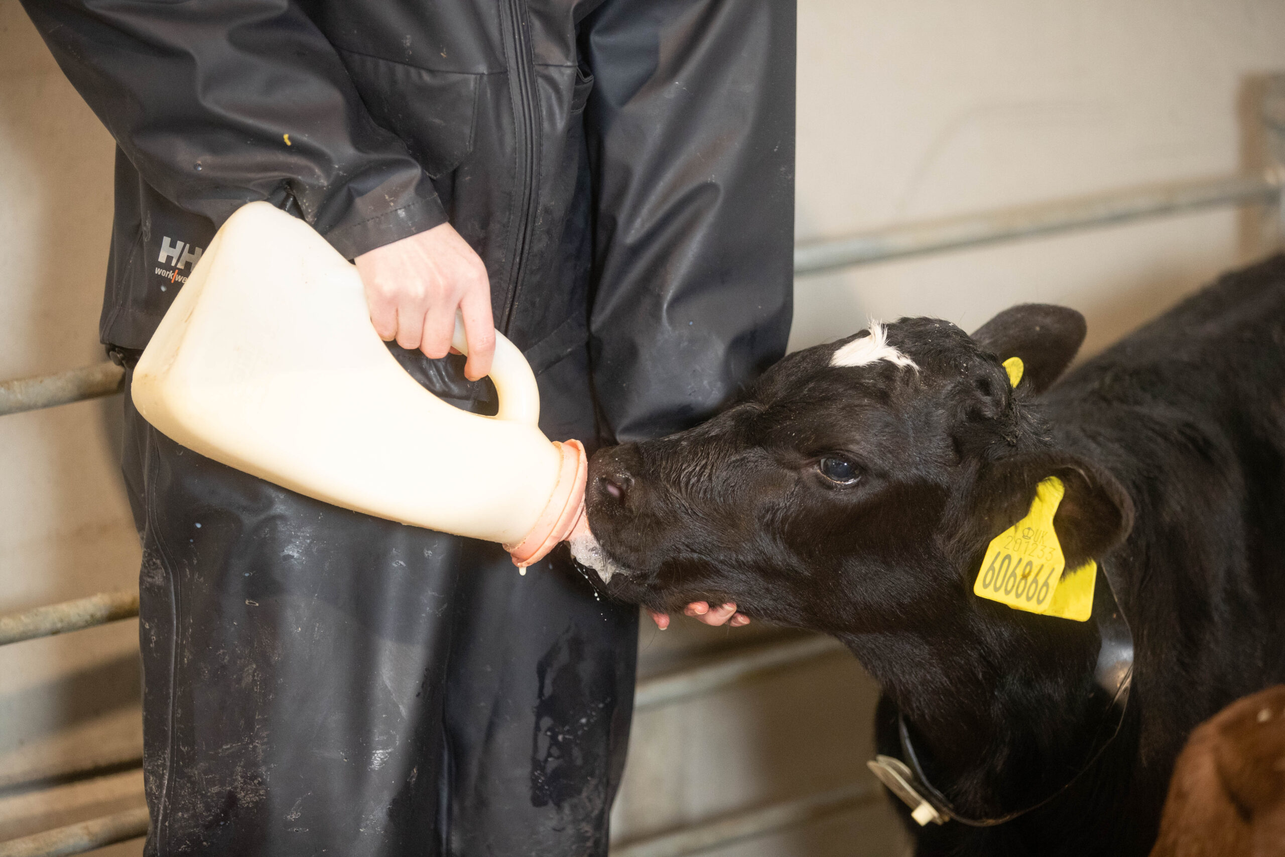 Calf feeding statement - Ruminant Health & Welfare
