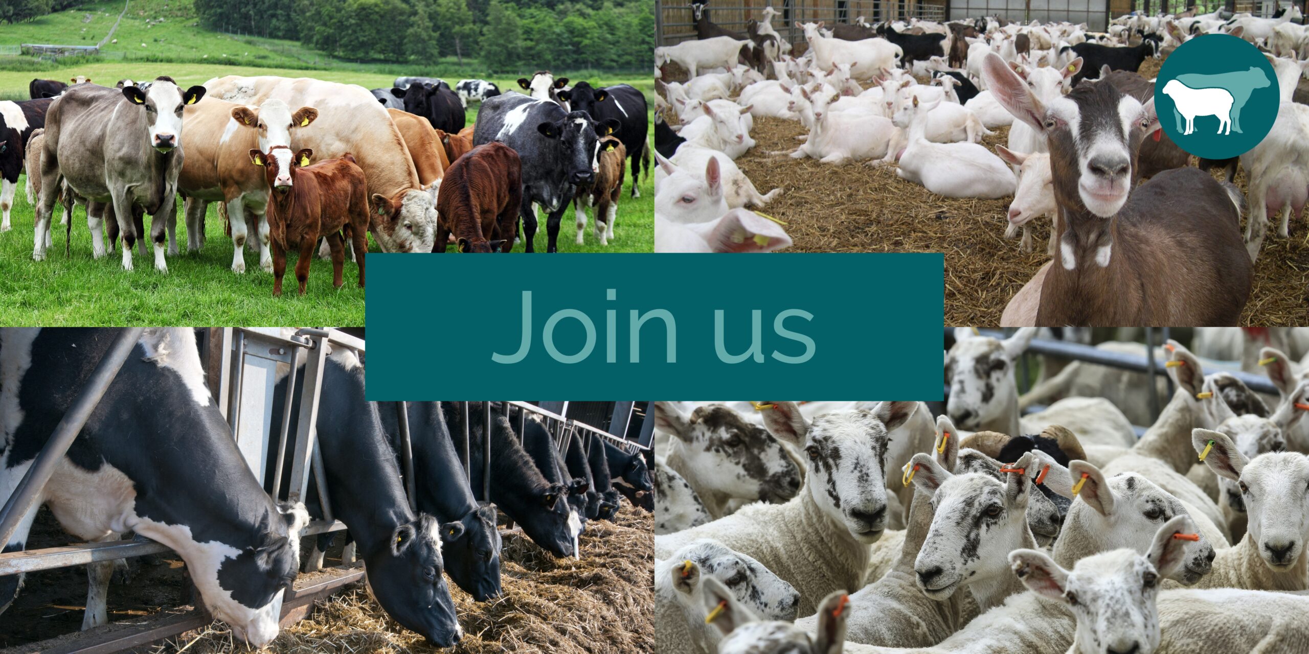 Applications sought for new Ruminant Health & Welfare chairperson ...