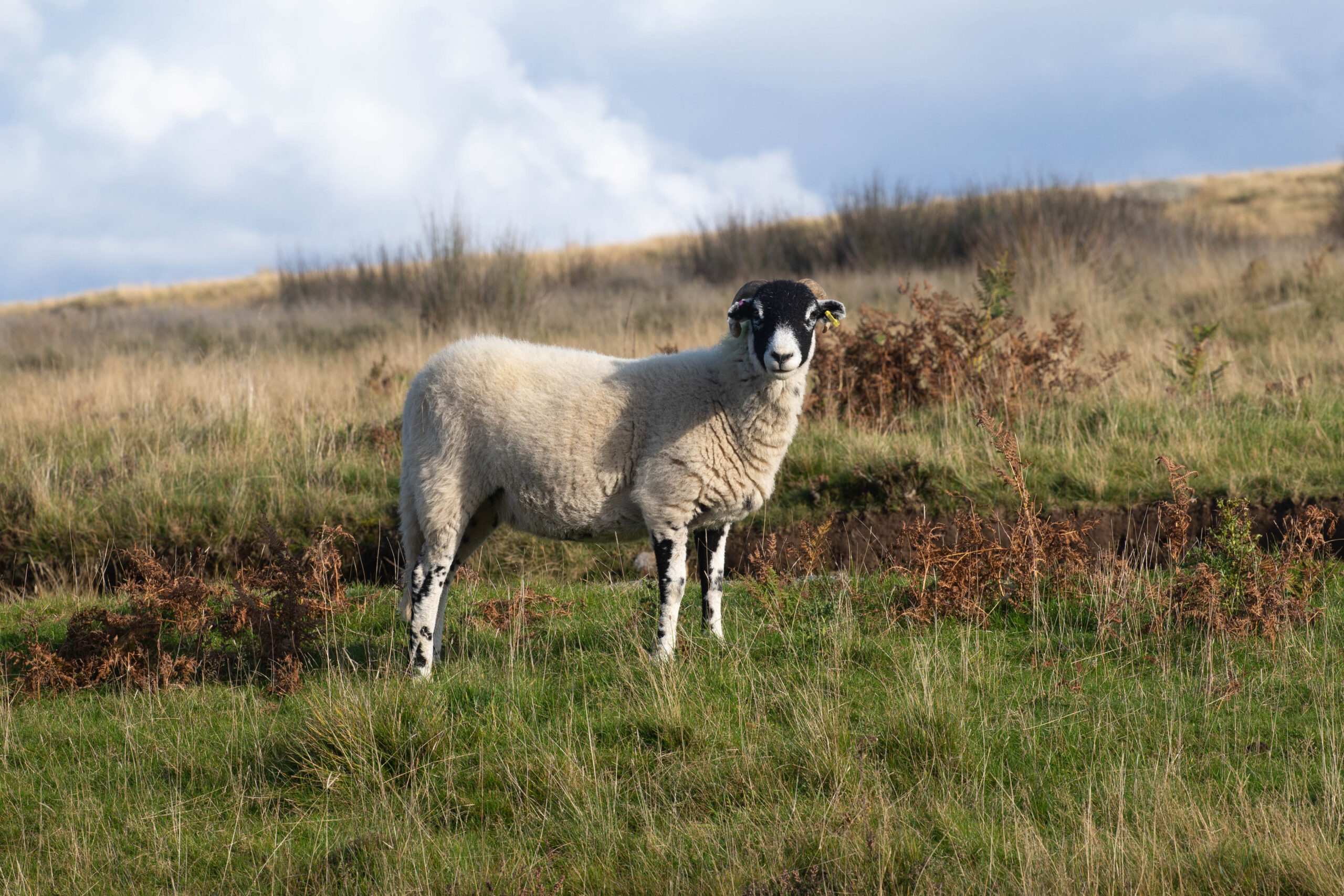 Bluetongue surveillance in temporary control zone - Ruminant Health ...