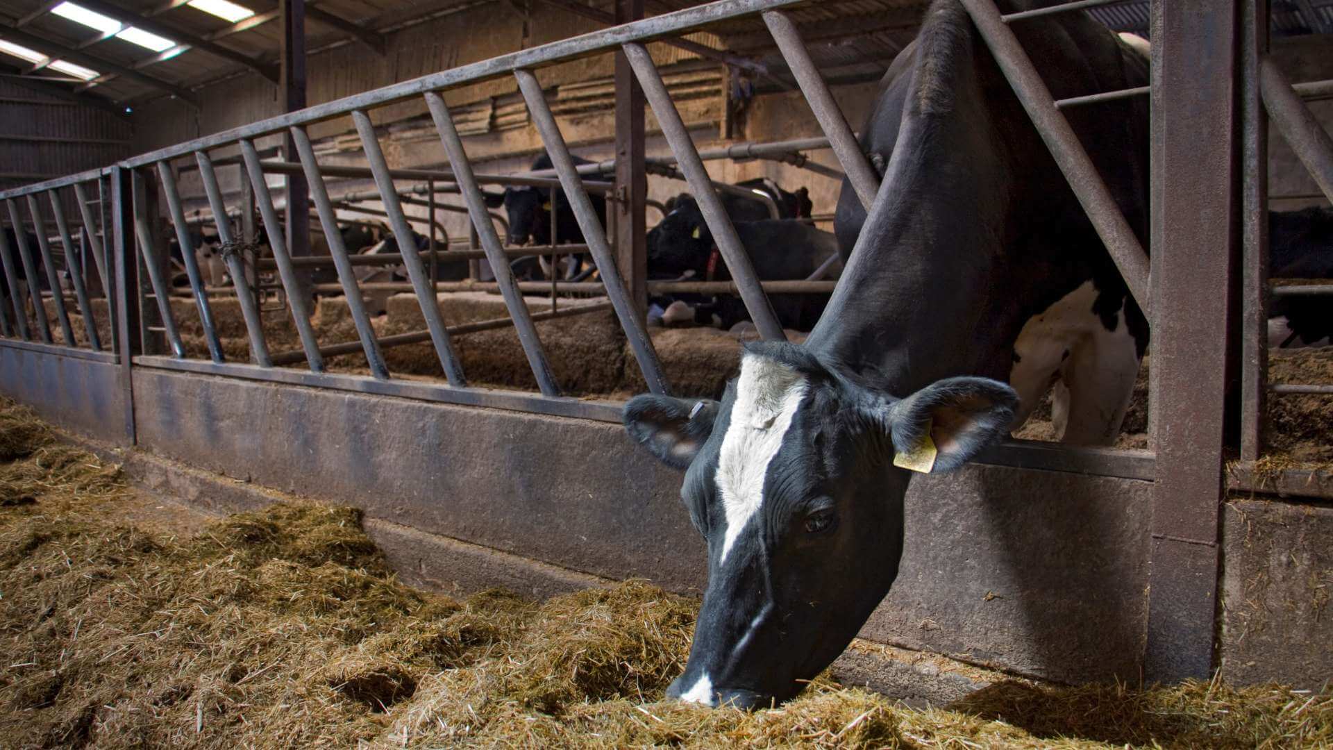 Norfolk farmers and other stakeholders invited to bluetongue discussion ...