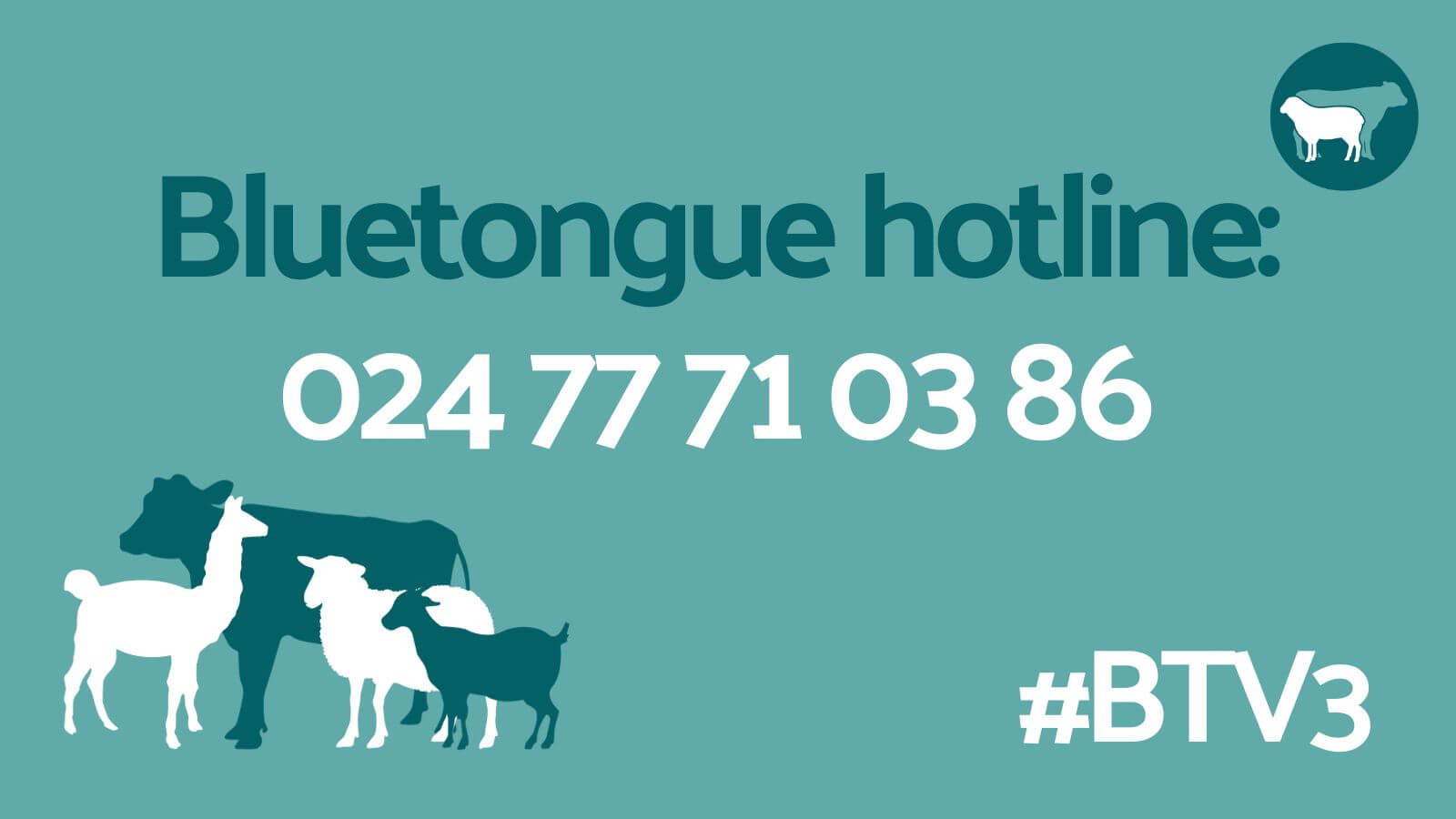 Farmer bluetongue hotline available - Ruminant Health & Welfare