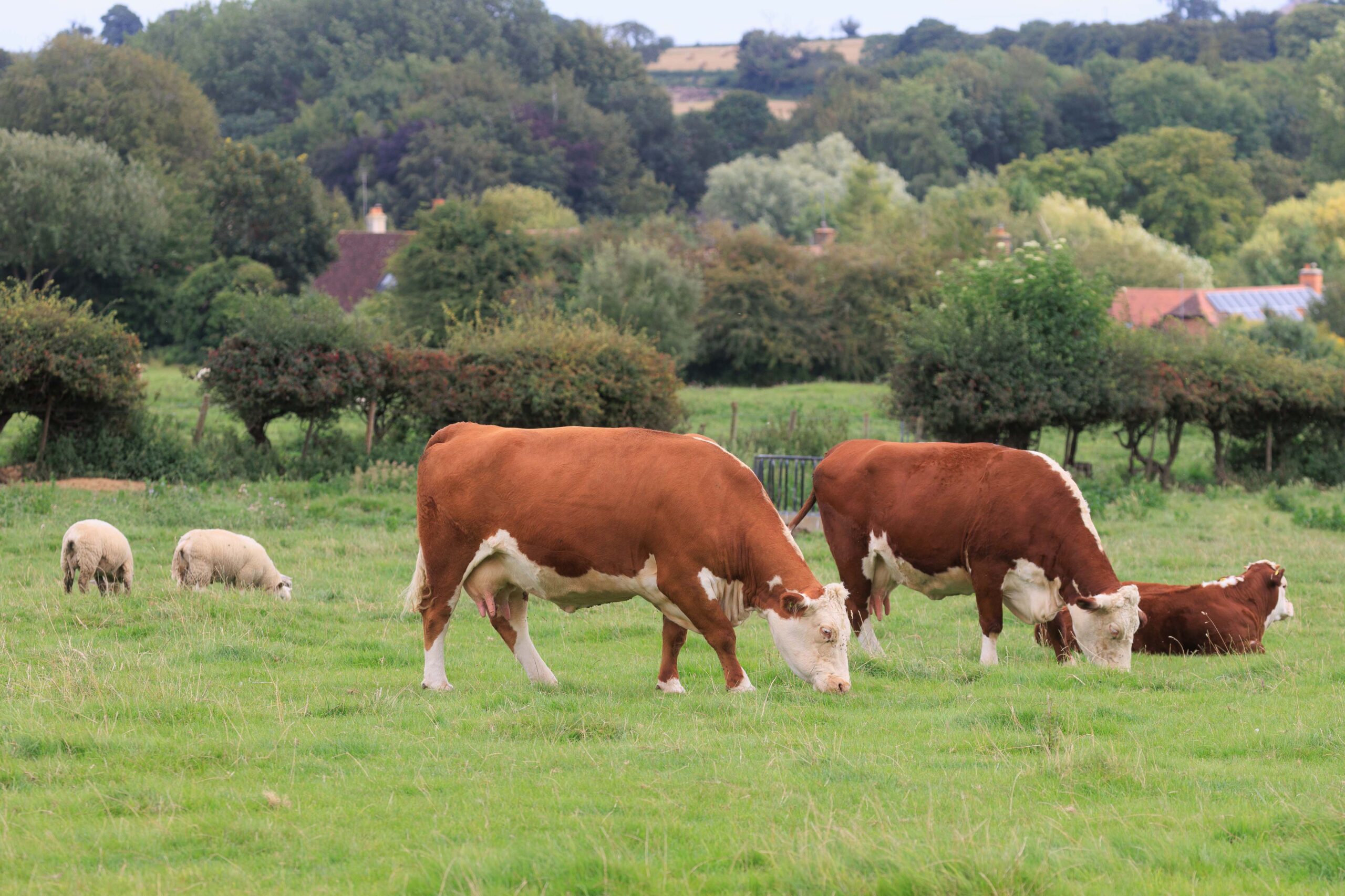 Chief Vet reminds farmers of bluetongue risk - Ruminant Health & Welfare