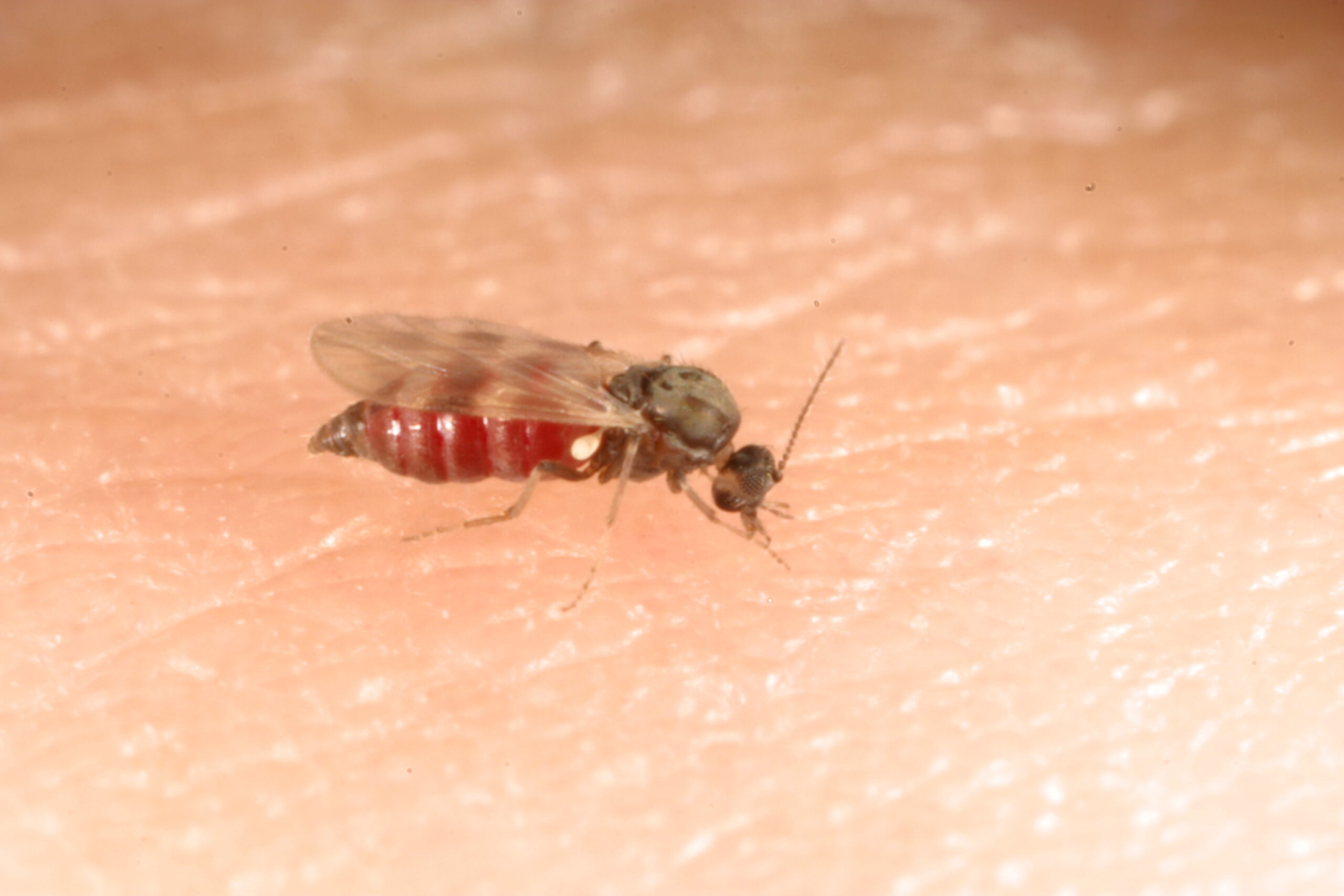 Seasonally vector low period announced for bluetongue - Ruminant Health ...