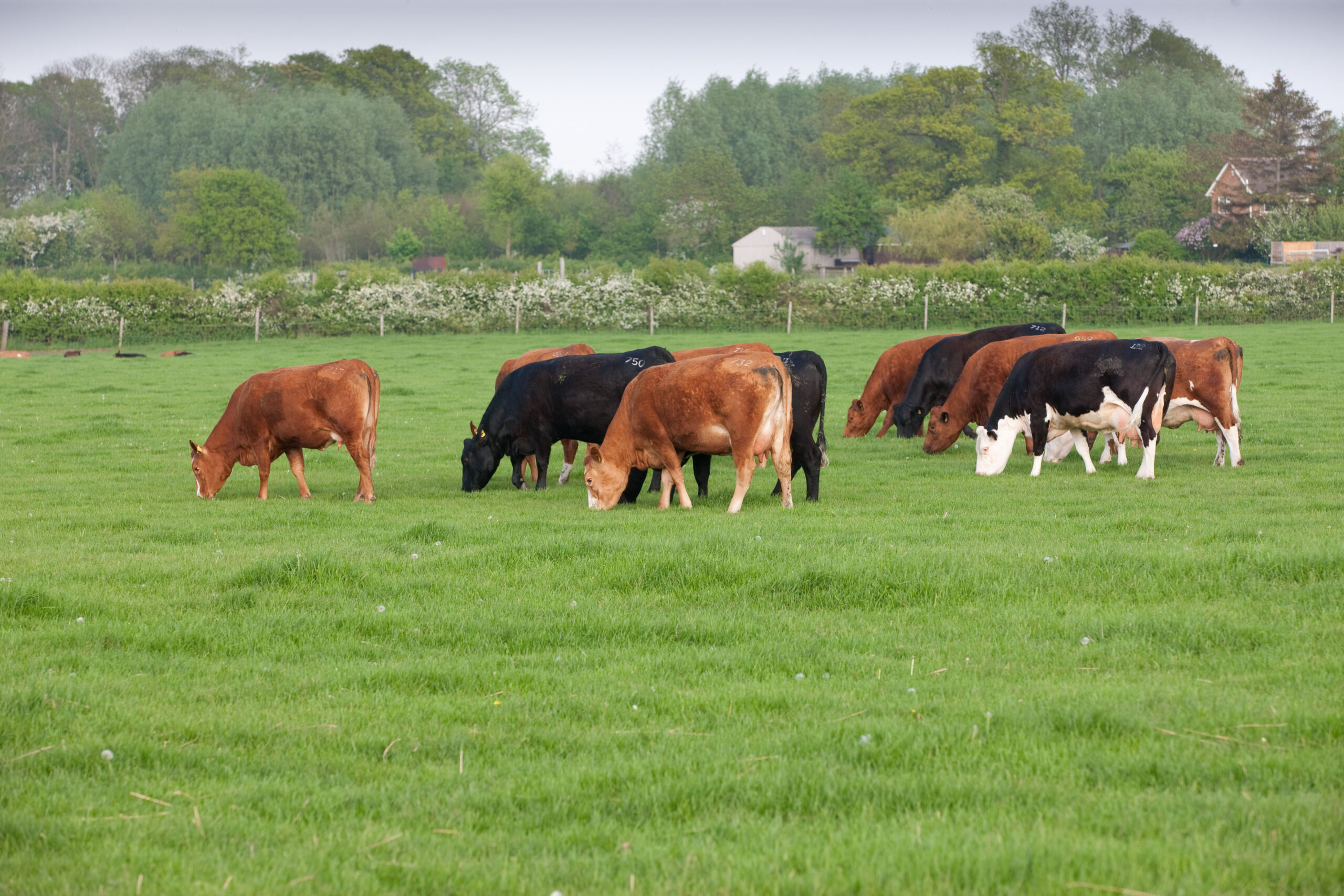 Why investigating all cattle abortions and stillbirths can protect the ...