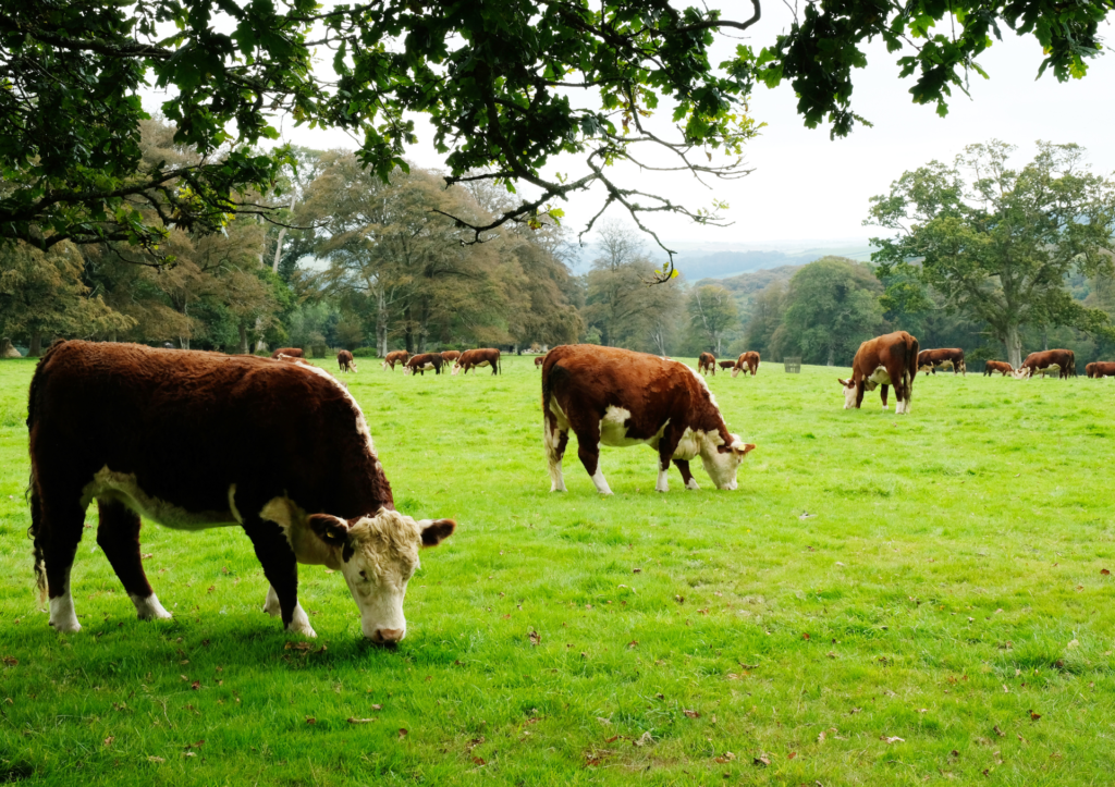 Latest RH&W newsletter - July - Ruminant Health & Welfare