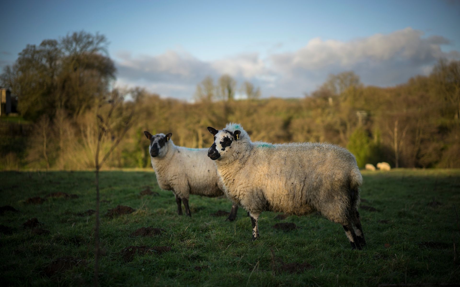 UK farmer survey launched to understand on-farm impact from bluetongue ...