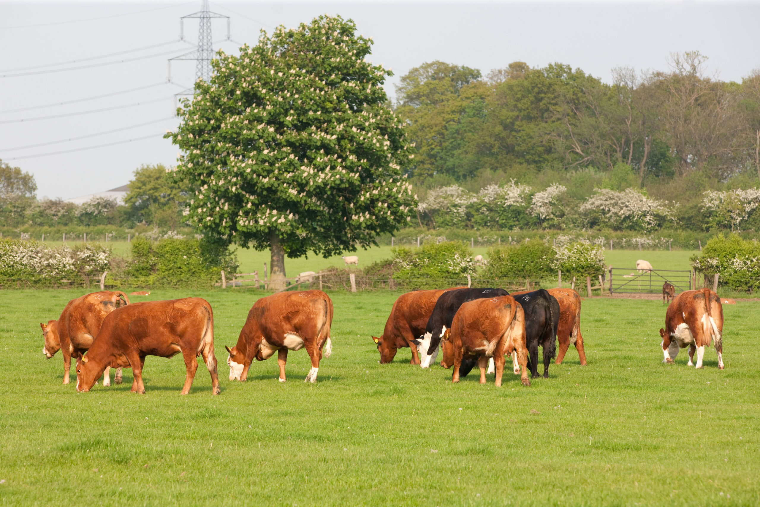 Getting advice on bluetongue as part of your Animal Health & Welfare ...