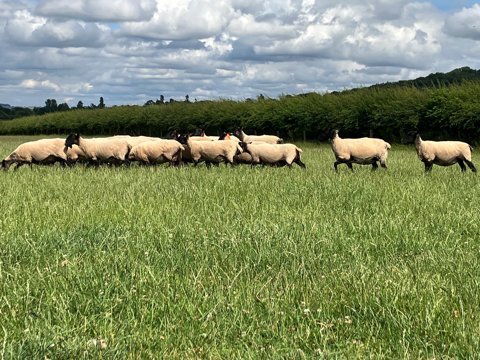 Bluetongue Movements Checker tool launched to support farmers across GB ...