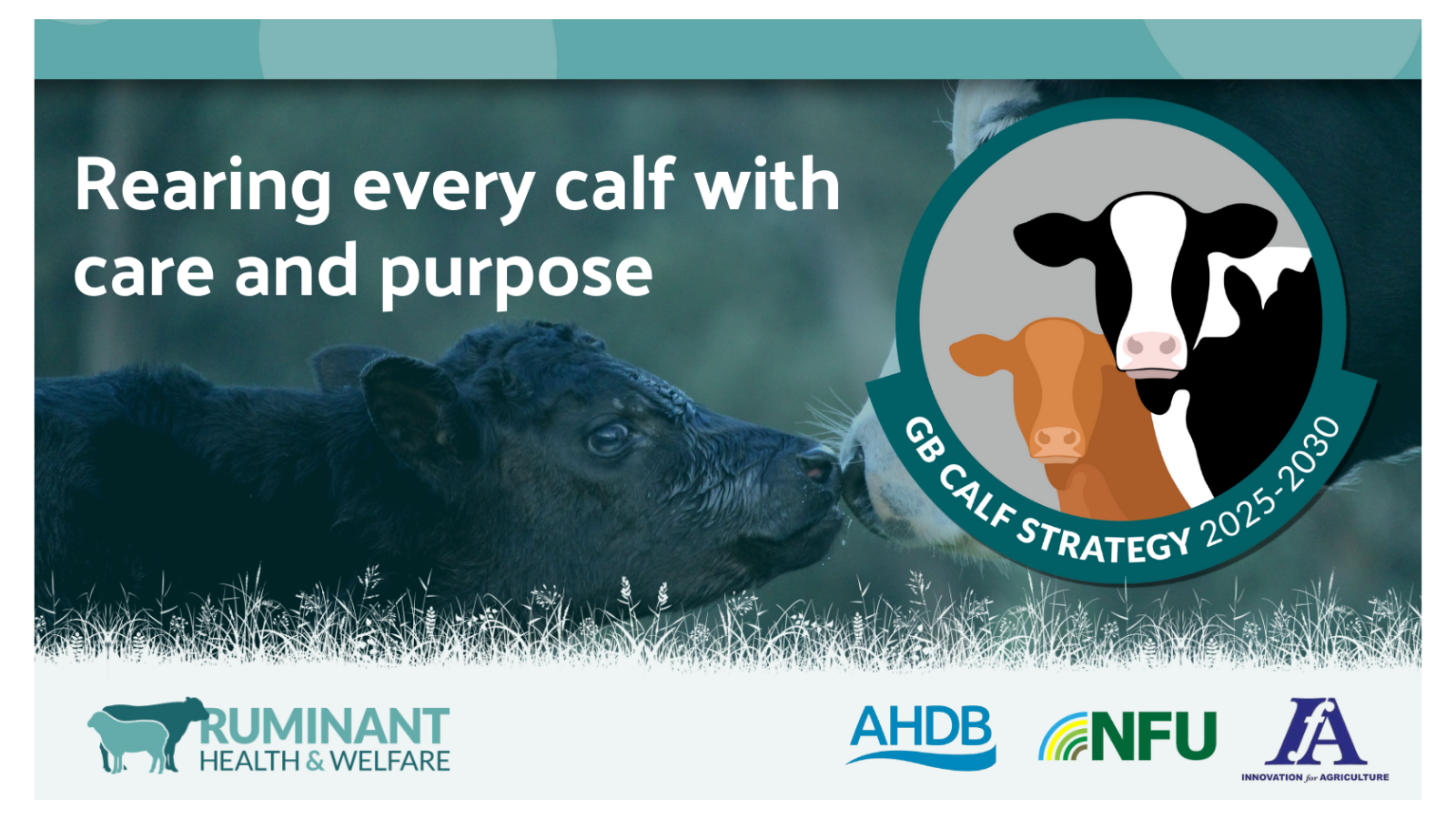 New five-year GB Calf Strategy launched - Ruminant Health & Welfare